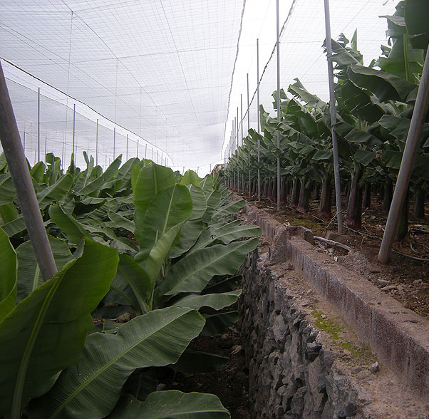 Heavy-Duty HDPE 40 Mesh Banana Tree Protection Net for Pest and Bird ...