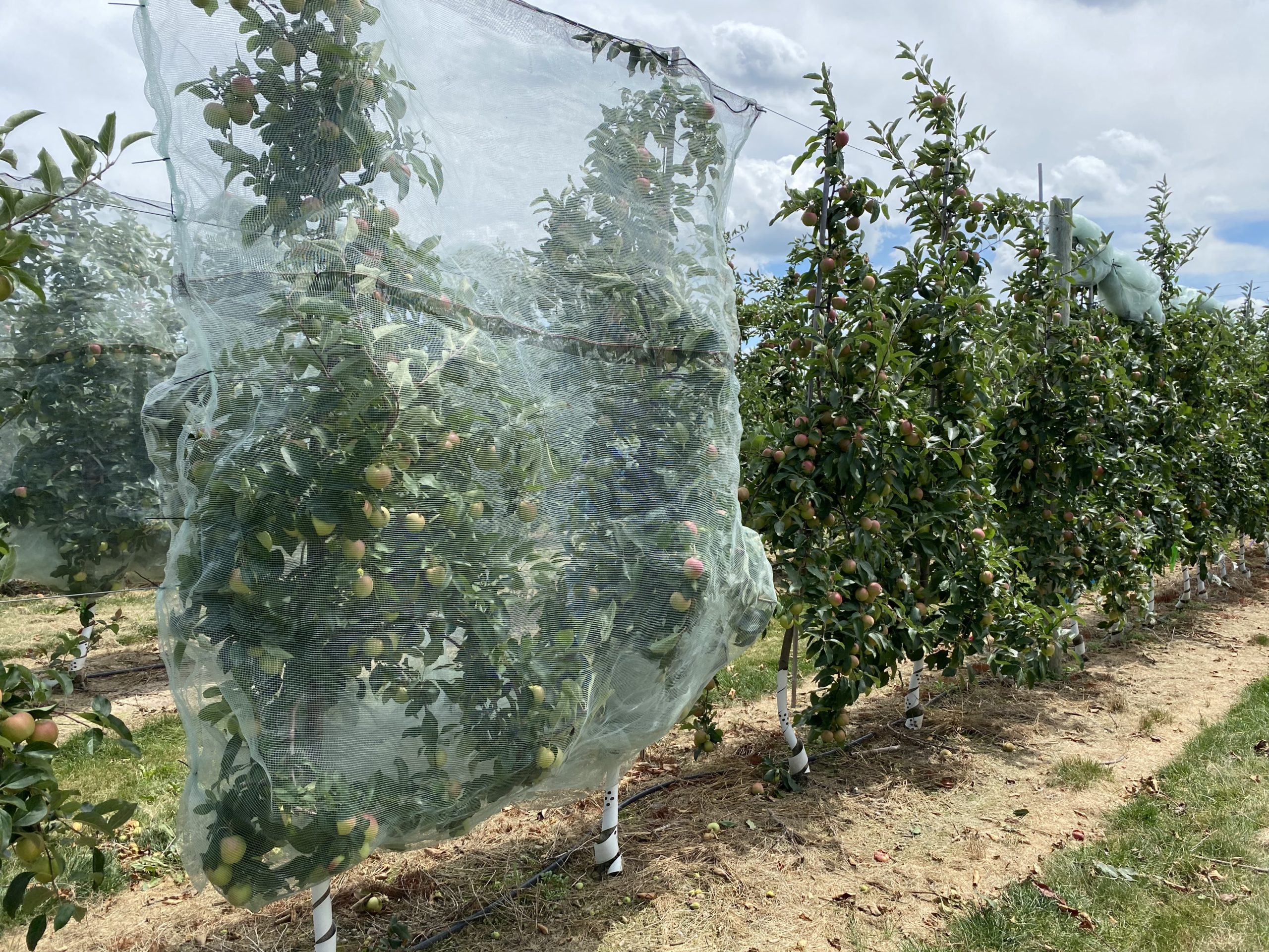 HDPE 40 Mesh Citrus Fruit Protection Net for Greenhouses - Wenetting ...
